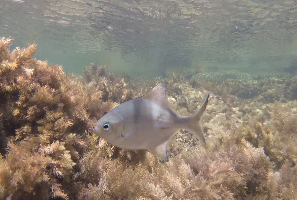 Sea Sweep from Mount Hope SA 5607, Australia on December 21, 2022 at 10 ...