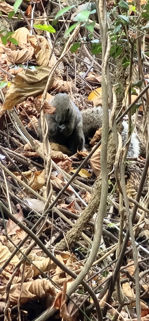 Taiwan Squirrel from 813台灣高雄市左營區祥和里 on December 19, 2022 at 10:26 AM by ...