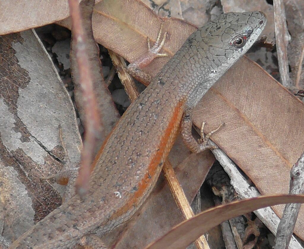 Tussock Rainbow-skink from Watsonville QLD 4887, Australia on December ...