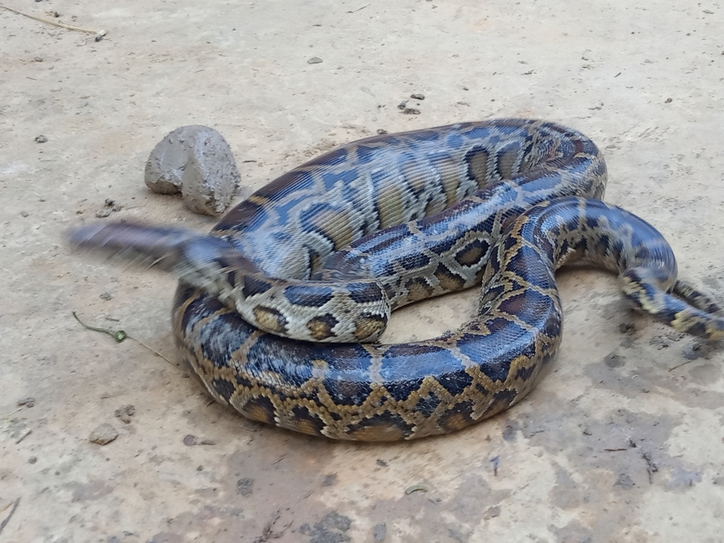 Burmese Python in December 2022 by Shyamal Saikia · iNaturalist