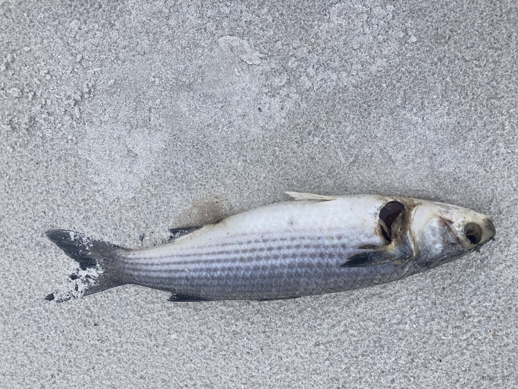 Sea Mullet from Sand Key, Redington Beach, FL, US on December 21, 2022 ...