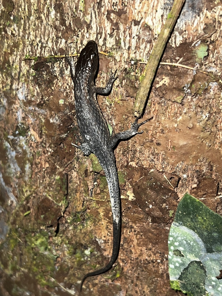 Boulenger's Largescale Lizard from Puerto Asís, Puerto Asís, Putumayo ...