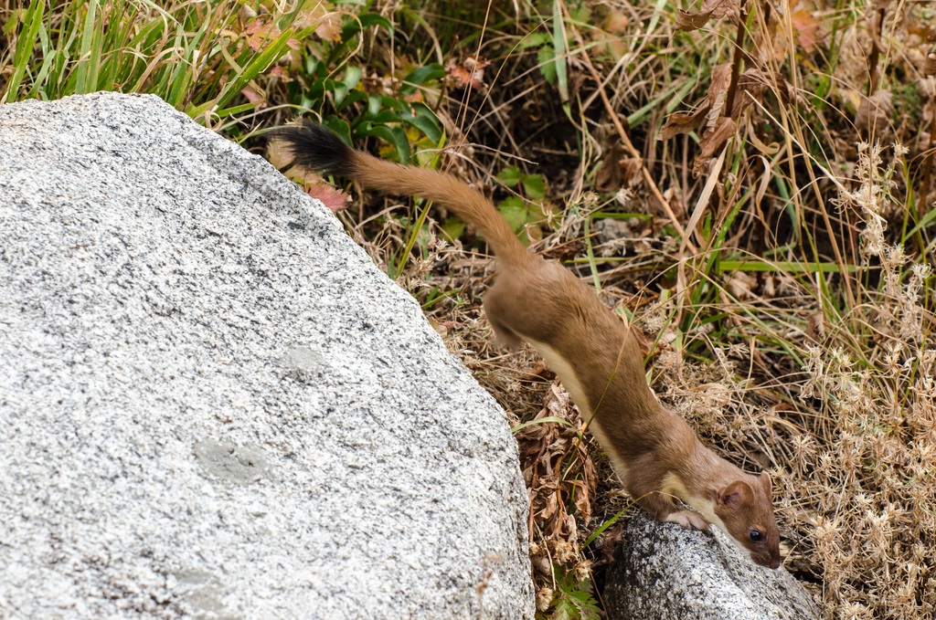 Long-tailed Weasel from Salt Lake, Utah, United States on October 5 ...