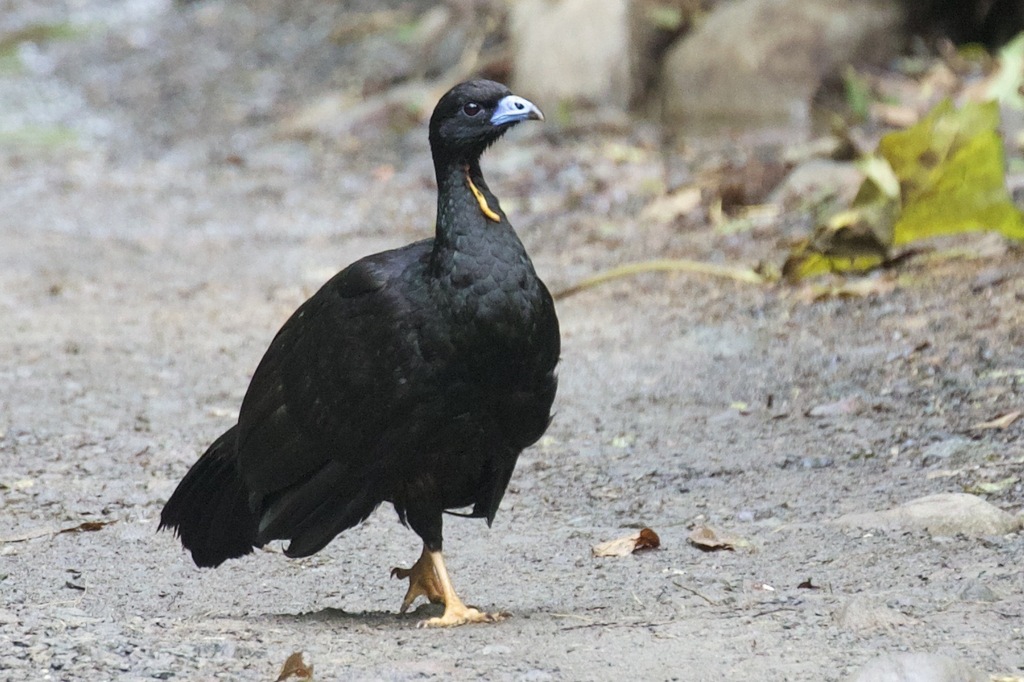 Wattled Guan in December 2022 by Rand Rudland · iNaturalist