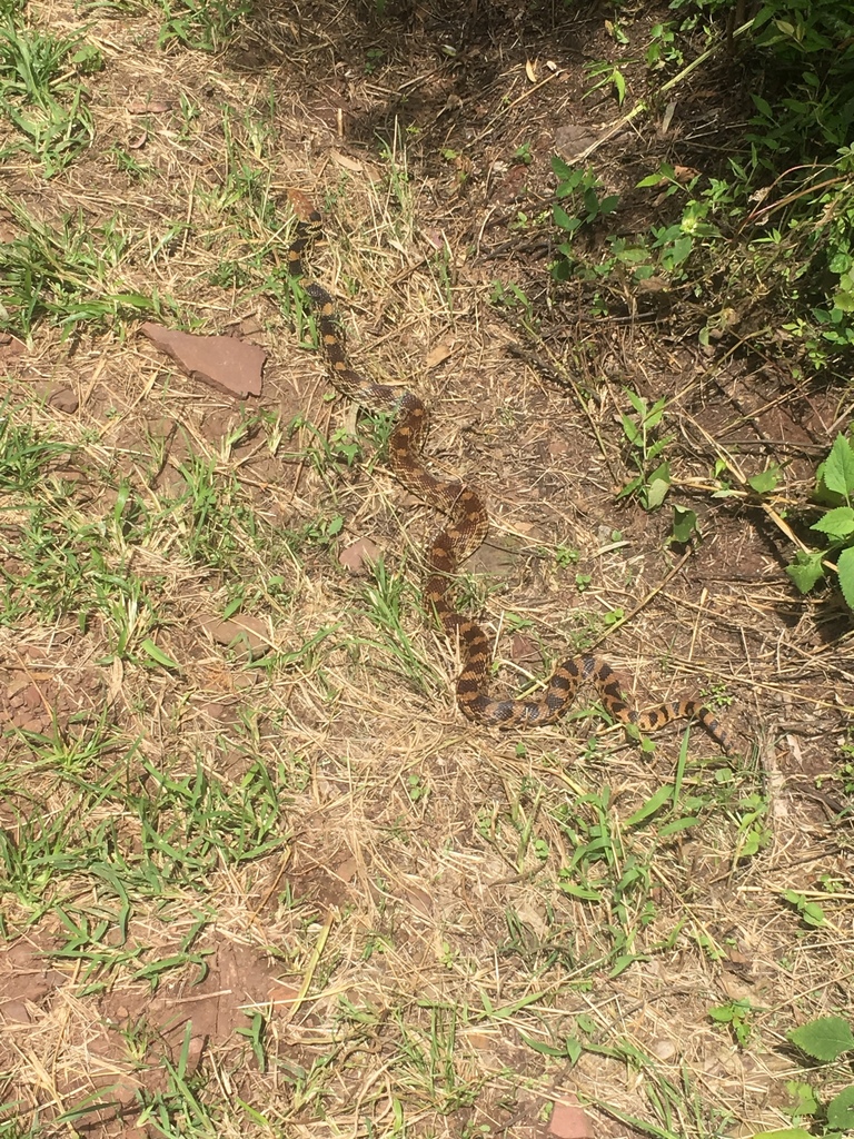 Mexican Bull Snake from Morelia, Morelia, MICH, MX on September 10 ...