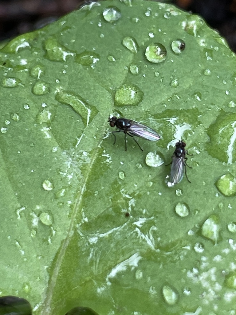 Hydrellia from Jeremy Way, Frankston South, VIC, AU on December 22 ...