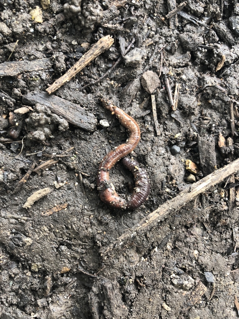 Earthworms from The Pennsylvania State University, State College, PA ...
