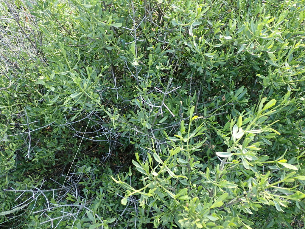 Shepherds tree from Dr Kenneth Kaunda, North West, South Africa on ...