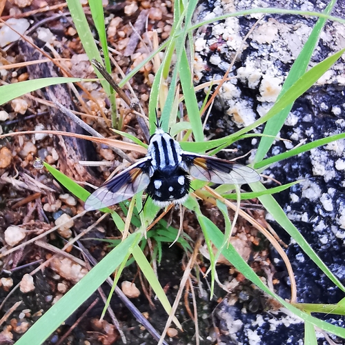 Photo 248702284, (c) Grant Christie, all rights reserved, uploaded by ...