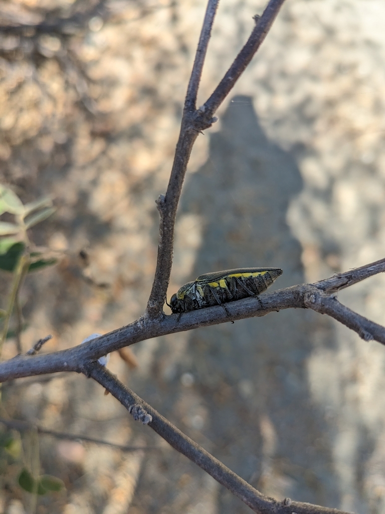 Hippomelas aeneocupreus from La Paz, BCS, Mexico on December 21, 2022 ...
