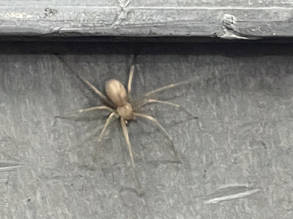 Recluse Spiders from Kermit Hwy, Odessa, TX, US on December 22, 2022 at ...