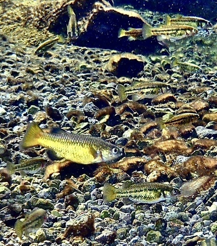 Genus Crenichthys · iNaturalist