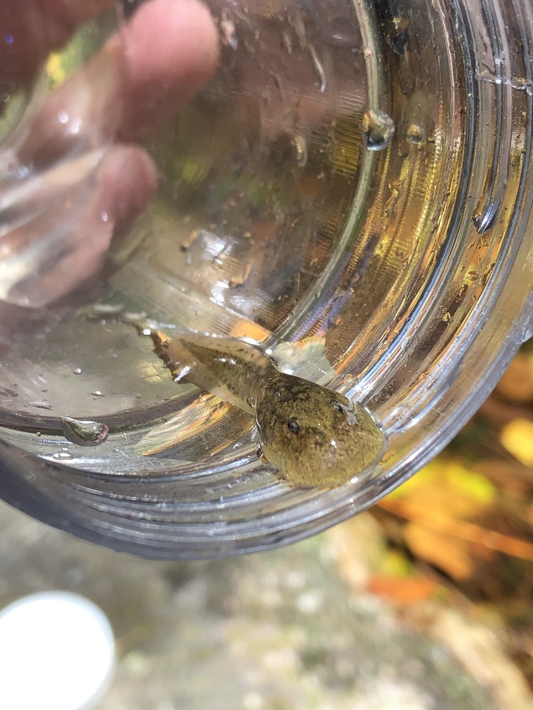 Table Mountain Ghost Frog in December 2022 by Gianluca de Gasparis ...