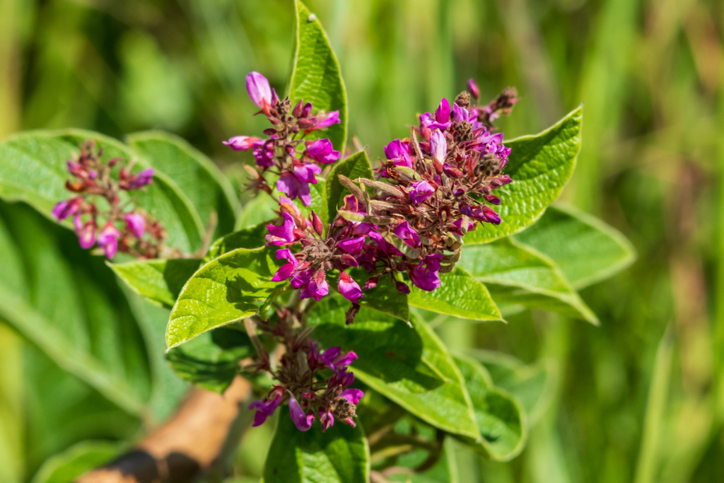 Pink Velvetbean from Winston Park, Gillitts, 3610, South Africa on ...
