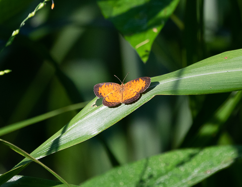 Mazia amazonica from Benjamin Constant - AM, Brasil on December 15 ...