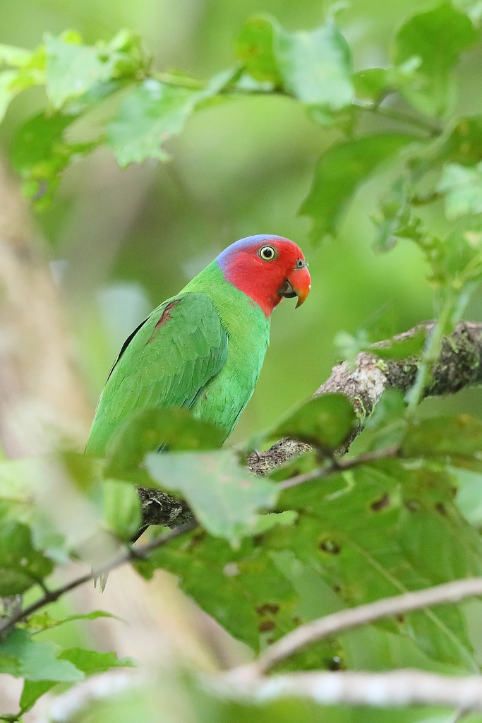 Red-cheeked Parrot from Molucas Centrales, Molucas, Indonesia on August ...