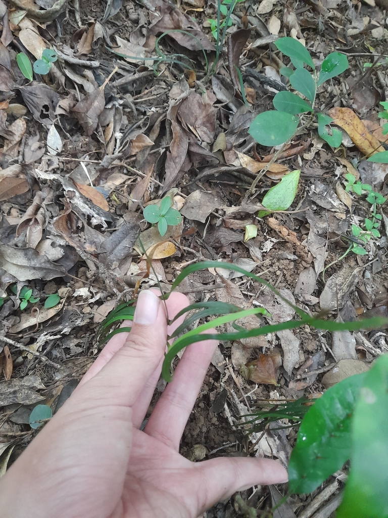 Actinostachys digitata in December 2022 by ihenglan · iNaturalist