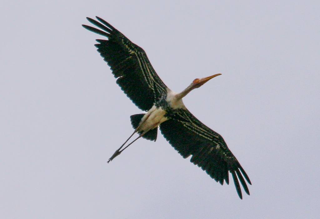 Painted Stork from Khanon Luang, Bang Pa-in District, Phra Nakhon Si ...