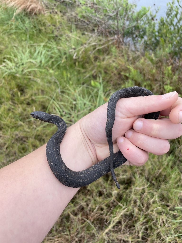 Saltmarsh Snake from Canaveral National Seashore, Mims, FL, US on ...