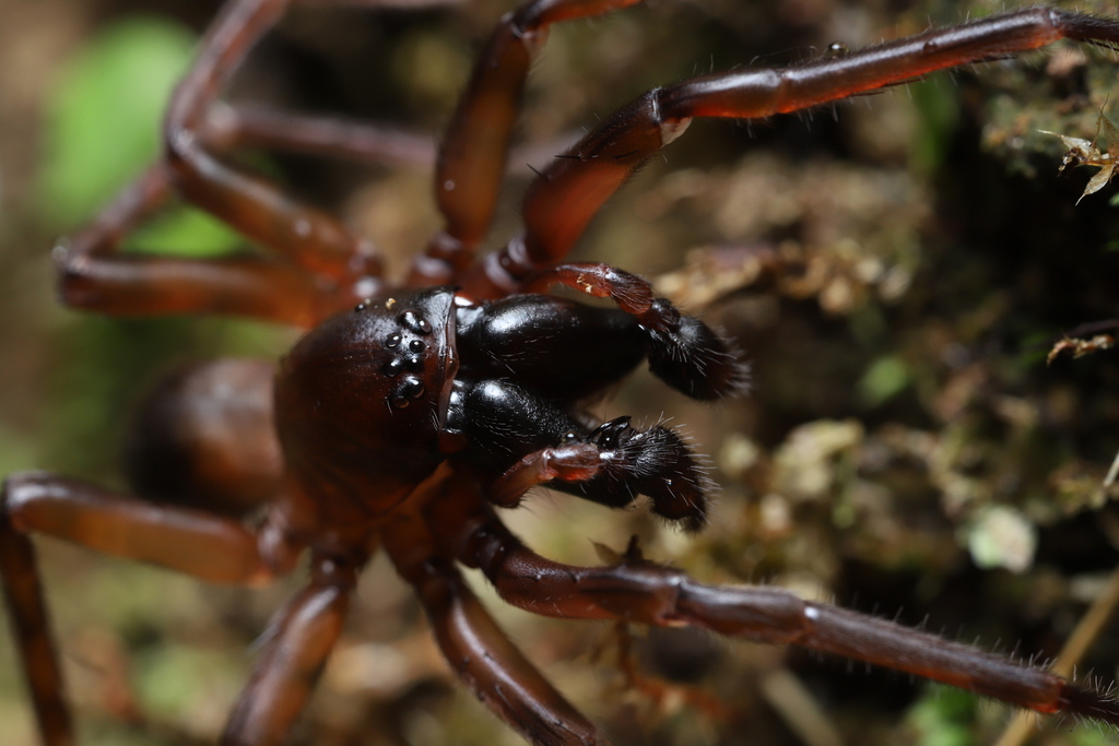 Vagrant Spiders from Oban 9818, New Zealand on December 11, 2018 at 12: ...