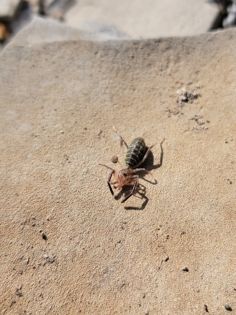 Ammotrechella setulosa from Terlingua on December 21, 2022 at 11:32 AM ...