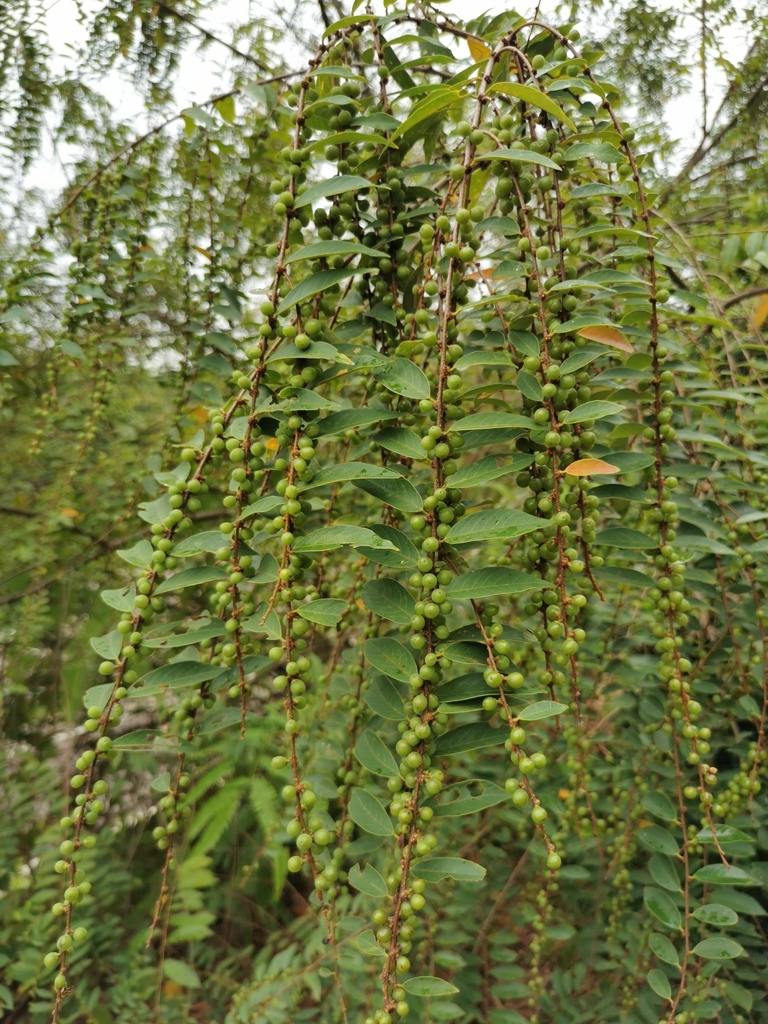 Pop-gun Seed from 79100, Johor, Malaysia on December 23, 2022 at 10:11 ...