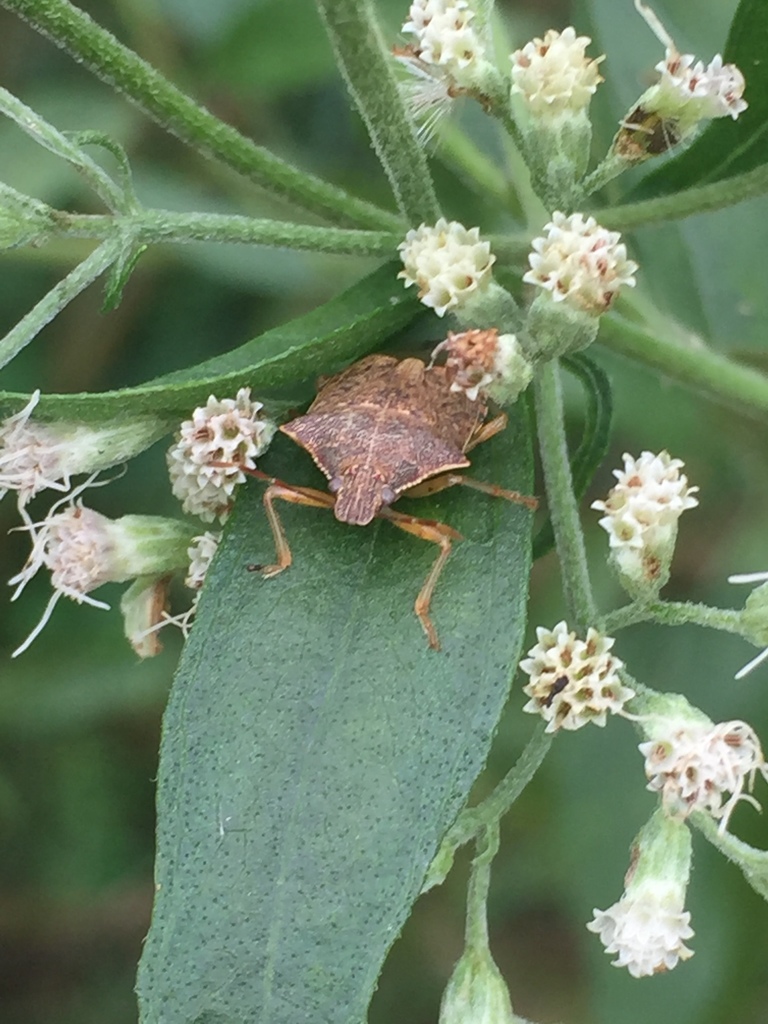 Spined Soldier Bug from Greenbelt Park, Greenbelt, MD, US on September ...