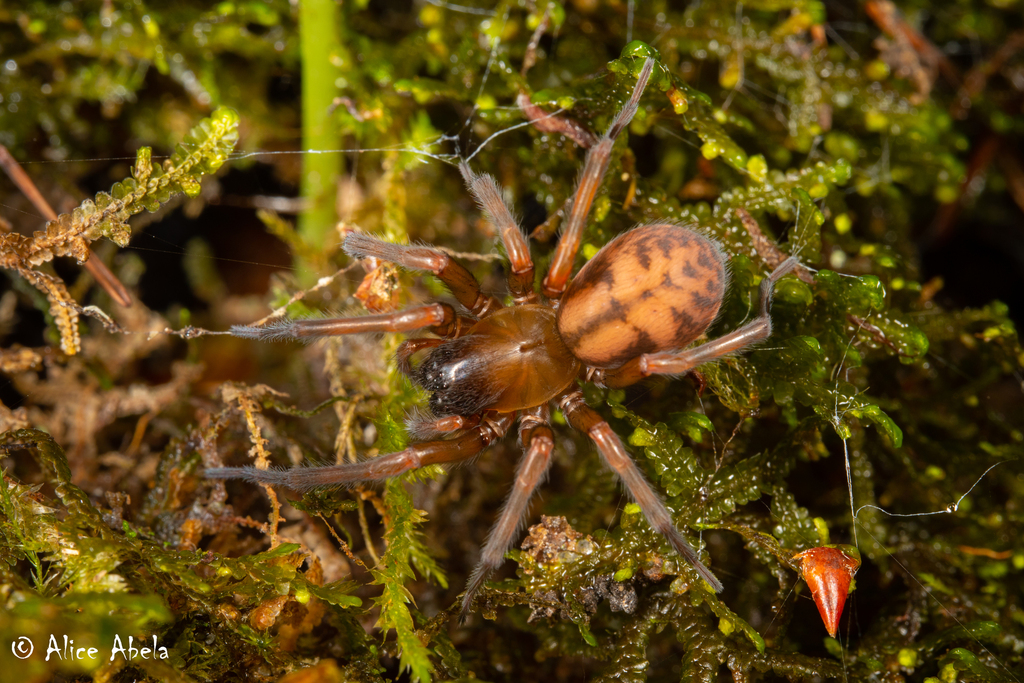 Callobius from Hiouchi, California, United States on November 11, 2022 ...