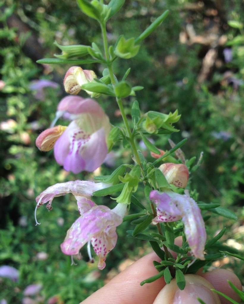 Etonia Rosemary in September 2018 by neap_tide · iNaturalist