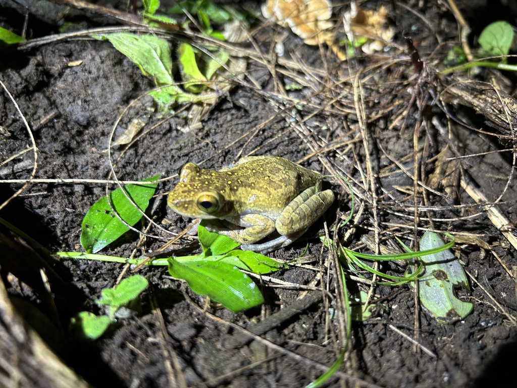 Porthole tree frog from Tlalnelhuayocan, VER, MX on December 21, 2022 at 12:46 AM by Michael ...