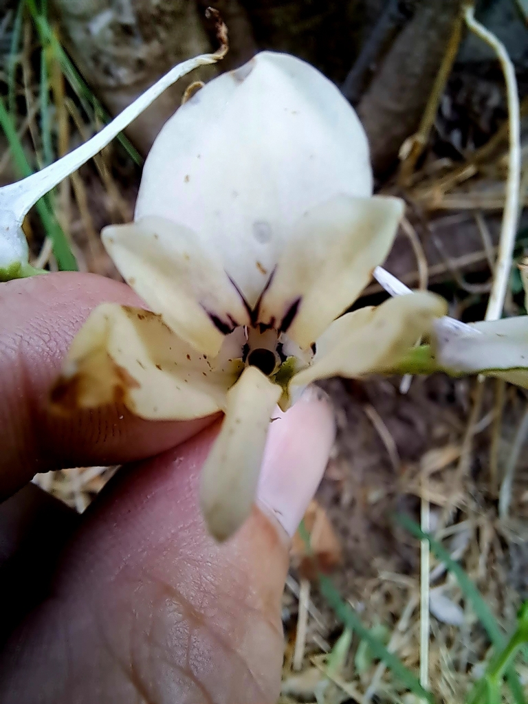 Cape Dragaina Disa from Bain`s Kloof Pass, South Africa on December 23 ...