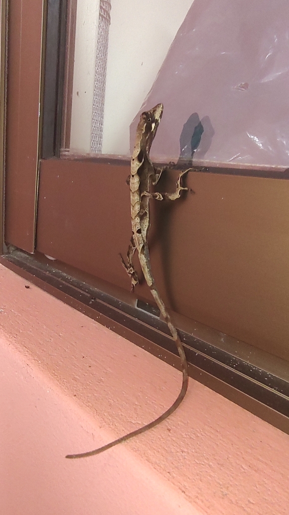 Yellow-tongued Anole from San Luís de Gaceno, Boyacá, Colombia on ...