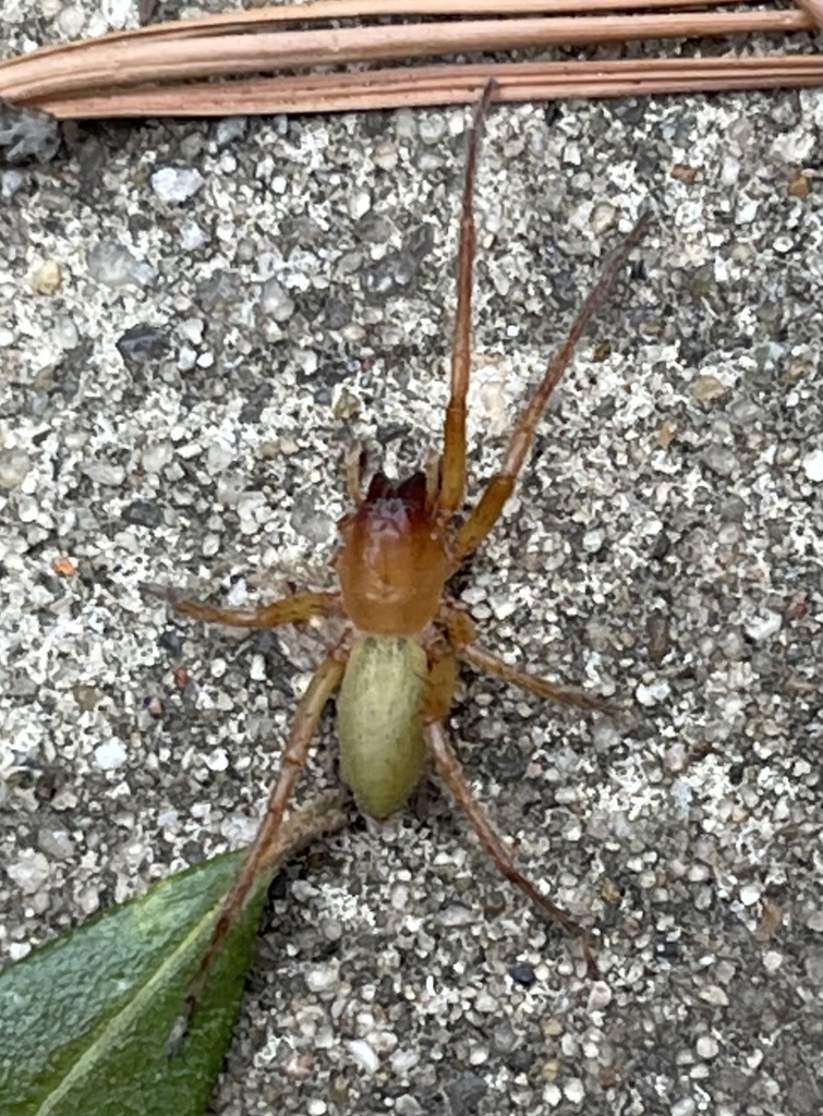 Yellow Ghost Spider from W Point Dr, West University Place, TX, US on ...