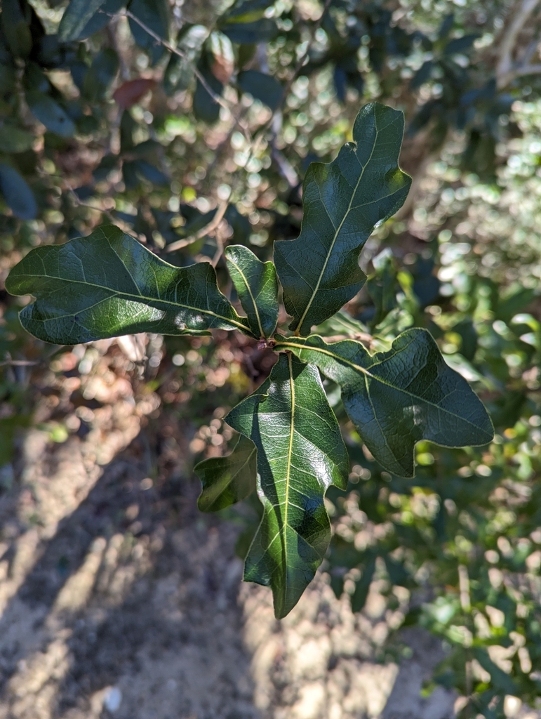bastard oak from Orange Beach, AL, USA on December 23, 2022 at 12:01 PM ...