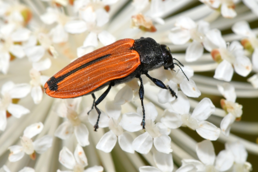 Castiarina erythroptera from Langwarrin VIC 3910, Australia on December ...