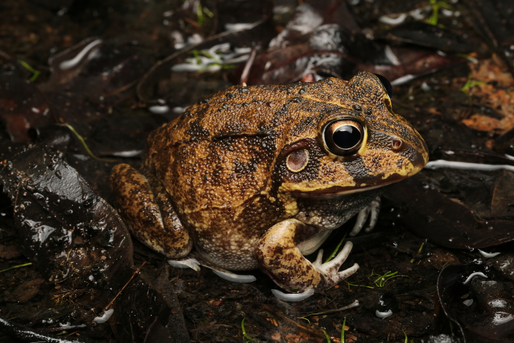 New Holland Frog from Georgetown QLD 4871, Australia on January 11 ...