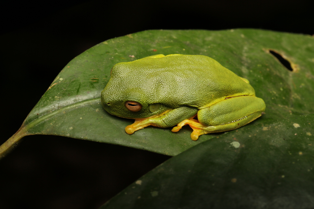 Orange-thighed Frog from Shannonvale QLD 4873, Australia on January 7 ...