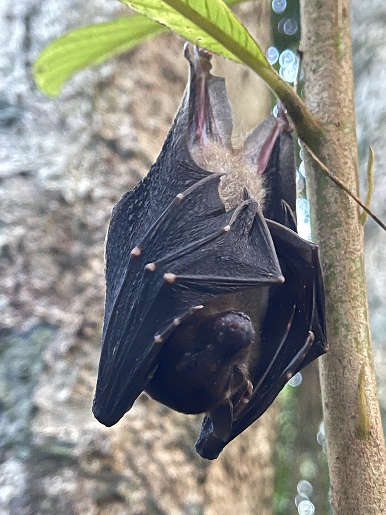 Malayan Spotted-winged Fruit Bat from Chong, Amphoe Na Yong, Trang, TH ...