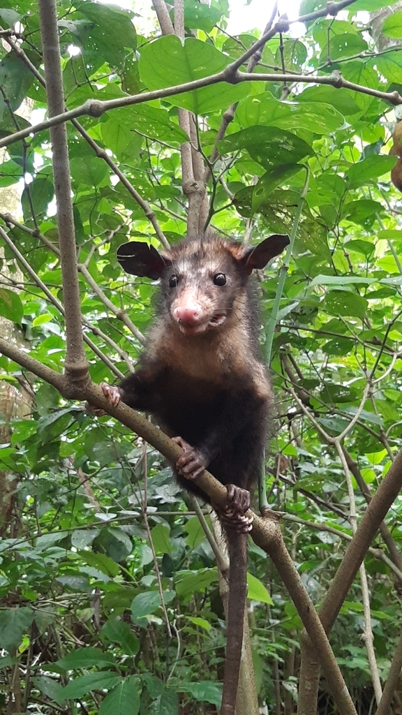Big-eared Opossum from Abraão, RJ, Brasil on November 26, 2022 at 09:38 ...
