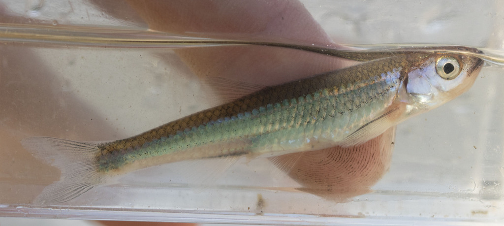 Rosyface Shiner from St Joseph County, MI, USA on May 30, 2022 at 04:36 ...