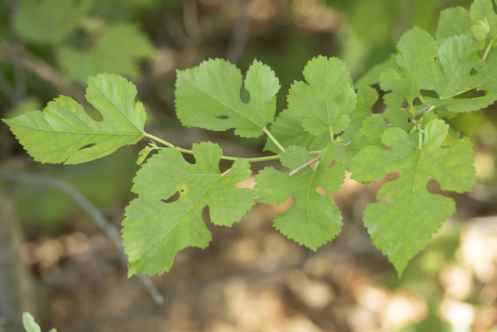 white mulberry from St Joseph County, MI, USA on May 30, 2022 at 05:13 ...