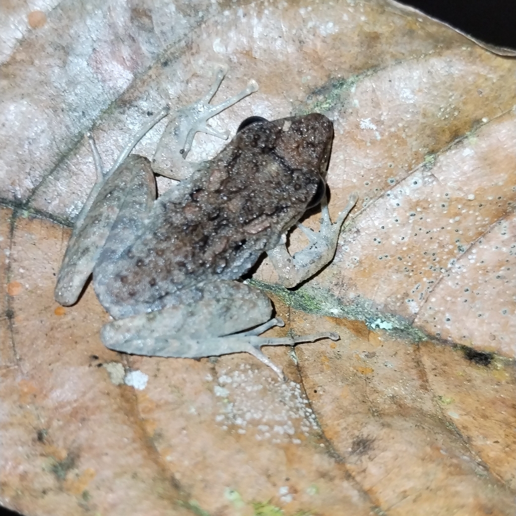 Fitzinger's Robber Frog from Humedal San Vito on December 23, 2022 at ...