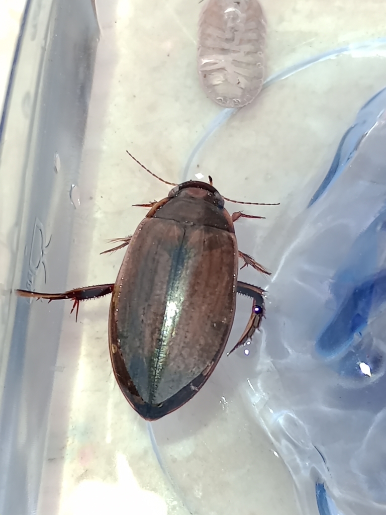 large-grooved diving beetle from SP132 La Crucca 109B, 07100 Sassari SS ...