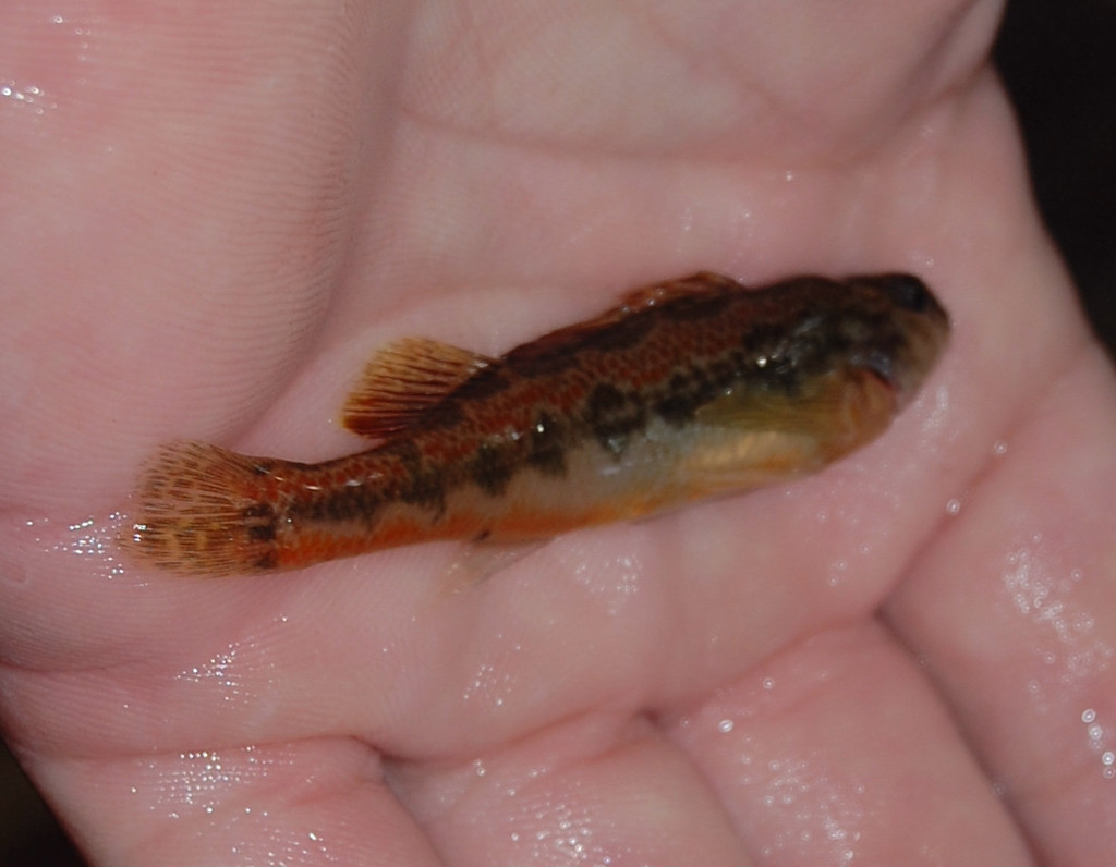 Tennessee Snubnose Darter from Little River, Tennessee, USA on July 13 ...