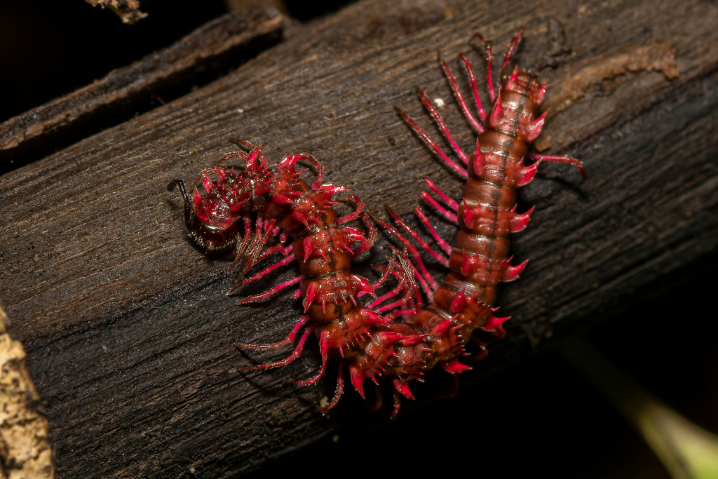 Shocking Pink Millipede from ตำบล แม่ท้อ อำเภอเมืองตาก ตาก ประเทศไทย on ...