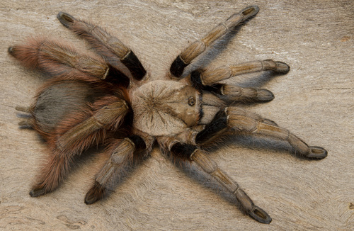 Eupalaestrus anomalus · iNaturalist United Kingdom