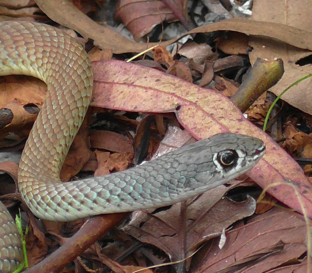 Yellow-faced Whipsnake from Watsonville QLD 4887, Australia on December ...