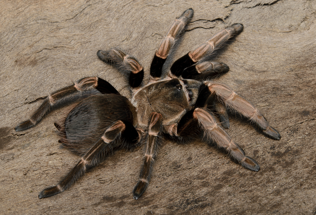Brazilian Brown Tarantula from Campus Universitário, Londrina - PR ...