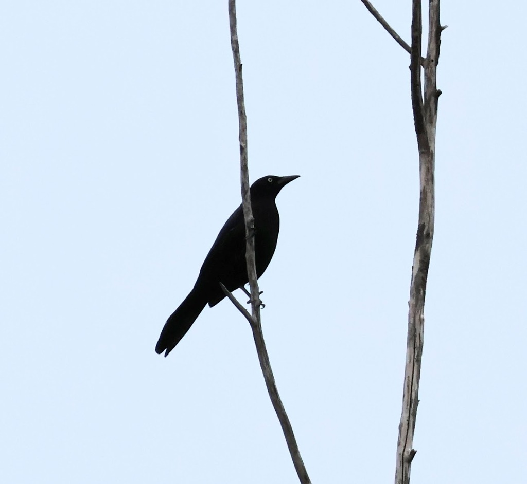 Common Grackle from Terrell County, GA, USA on December 10, 2022 at 03: ...
