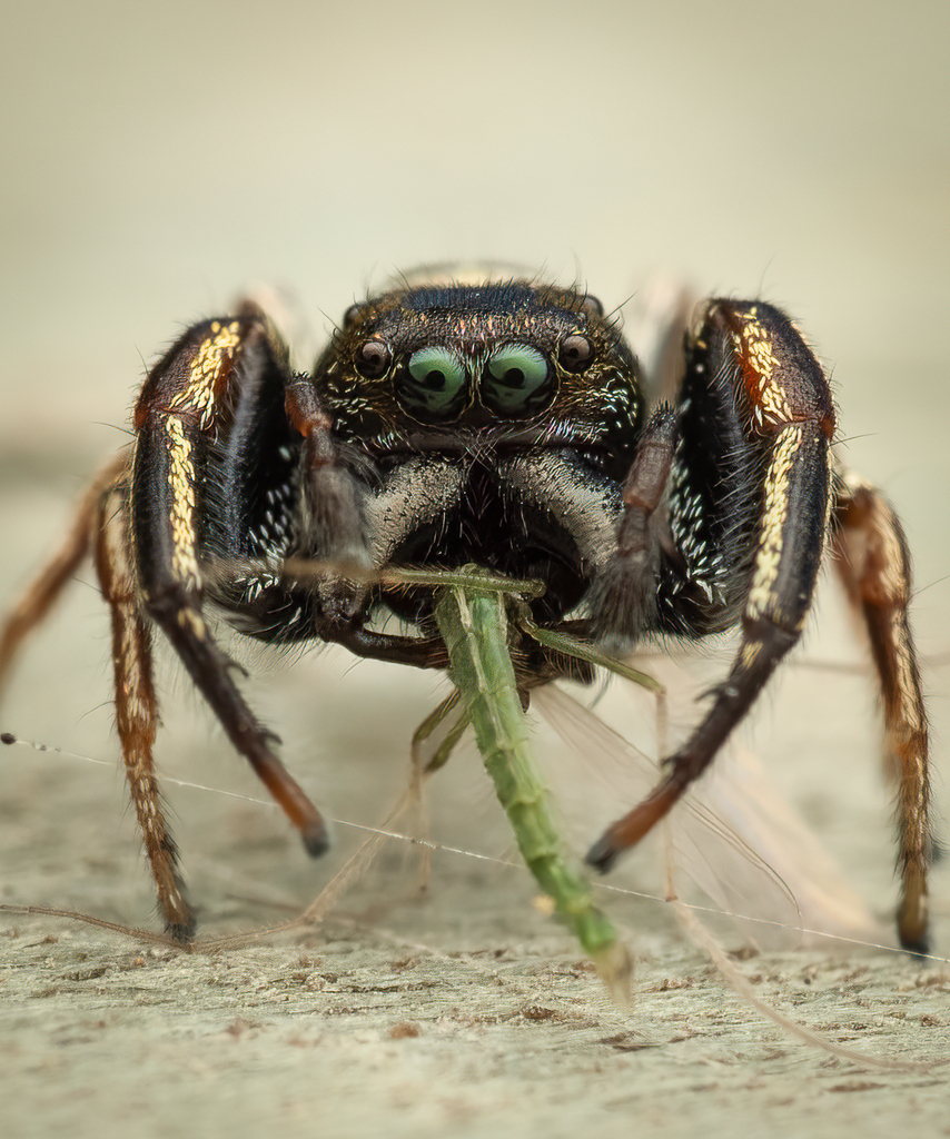 Buttonhook Leaf-beetle Jumping Spider from Palo Alto, CA, USA on August ...